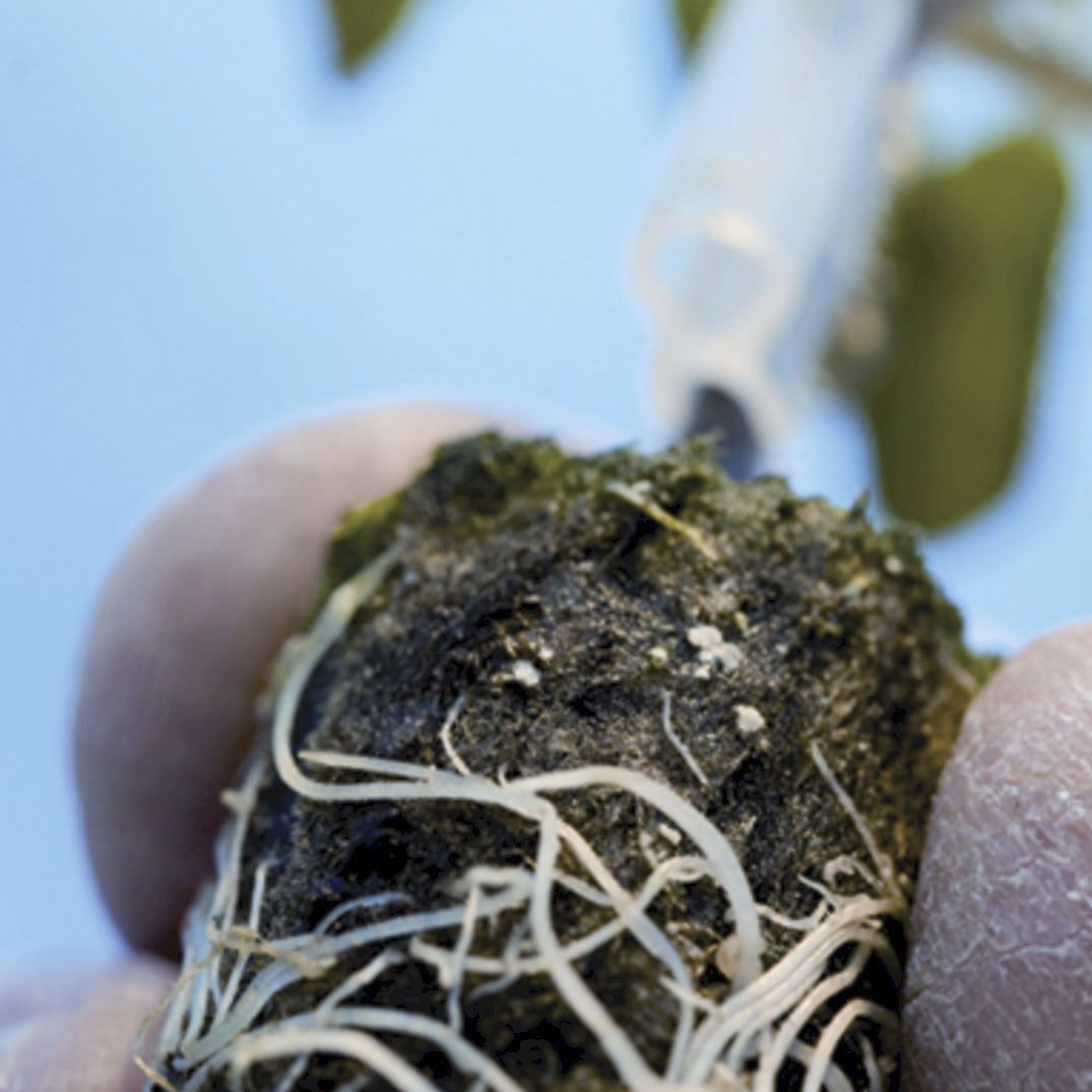 Mineral wool growing medium - PRO PLUG - GRODAN - loose