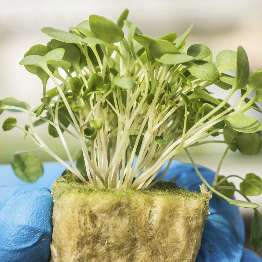 Mineral wool growing medium - AO PLUG - GRODAN - plug / for organic farming