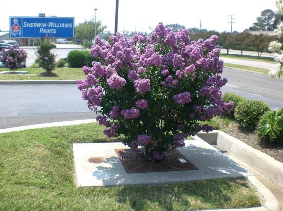 Square tree grate - FILTERRA® - Contech - concrete