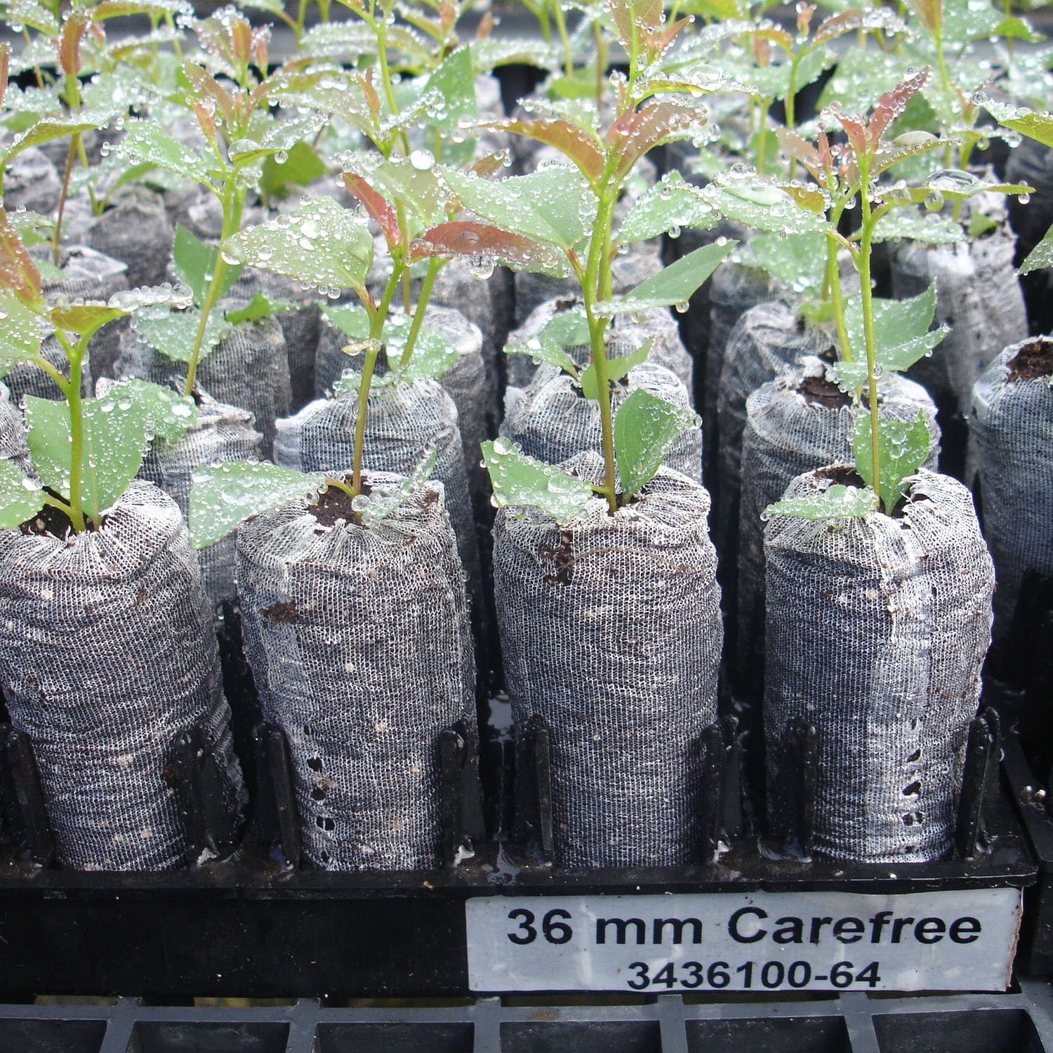 Peat growing medium - CAREFREE - JIFFY - plug