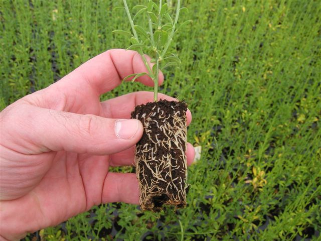 Coconut fiber growing medium - PREFORMA - JIFFY - plug