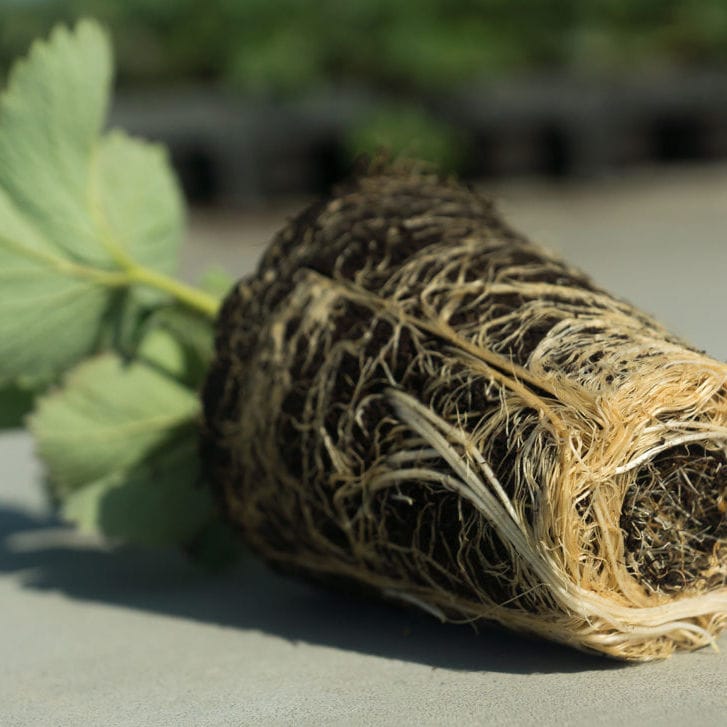 Peat growing medium - SOFT FRUIT - JIFFY - plug / pre-fertilized