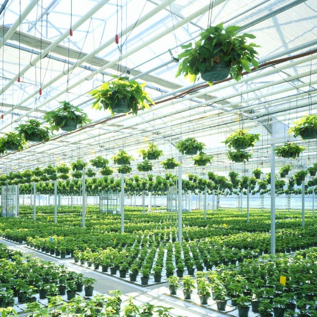 Commercial greenhouse - DEFORCHE - commercial production / even-span ...
