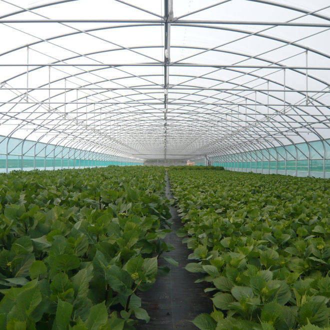 Commercial greenhouse - STRAIGHT-SIDED TUNNEL 6M - 7.80M - 9.60M - 12M ...