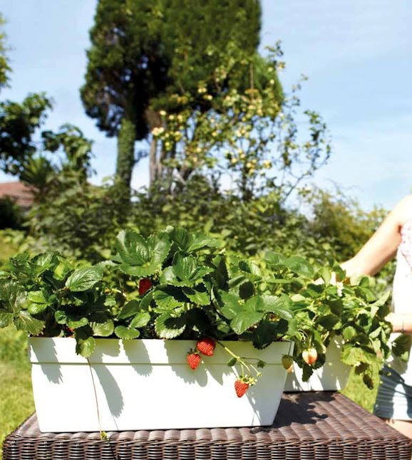 Polypropylene planter - CAPRI : BOX - Artevasi, S.A - rectangular ...