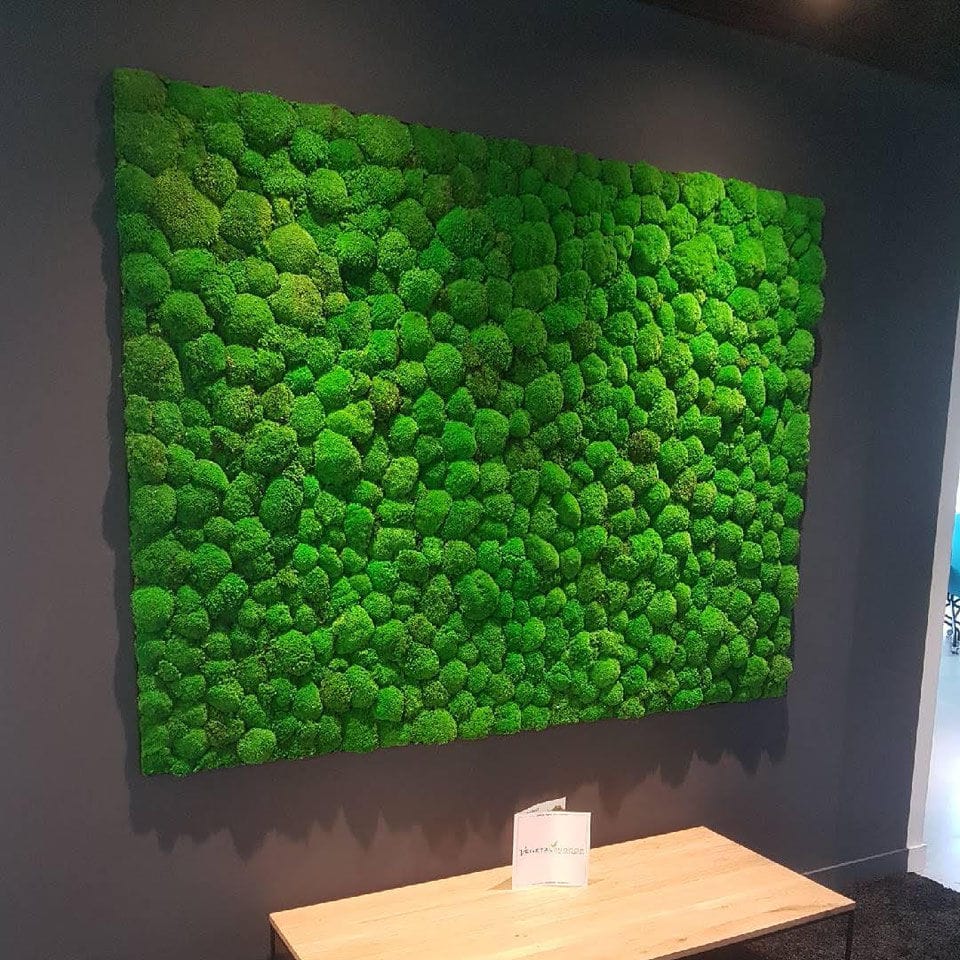 Preserved green wall - Végétal Indoor - custom / moss / indoor