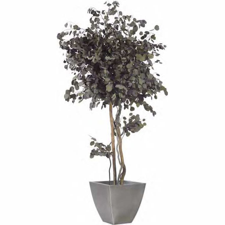 Preserved ornamental plant - COPA POPULUS - LinfaDecor