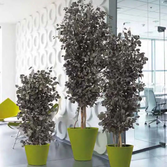 Preserved ornamental plant - POPULUS - LinfaDecor - large / indoor