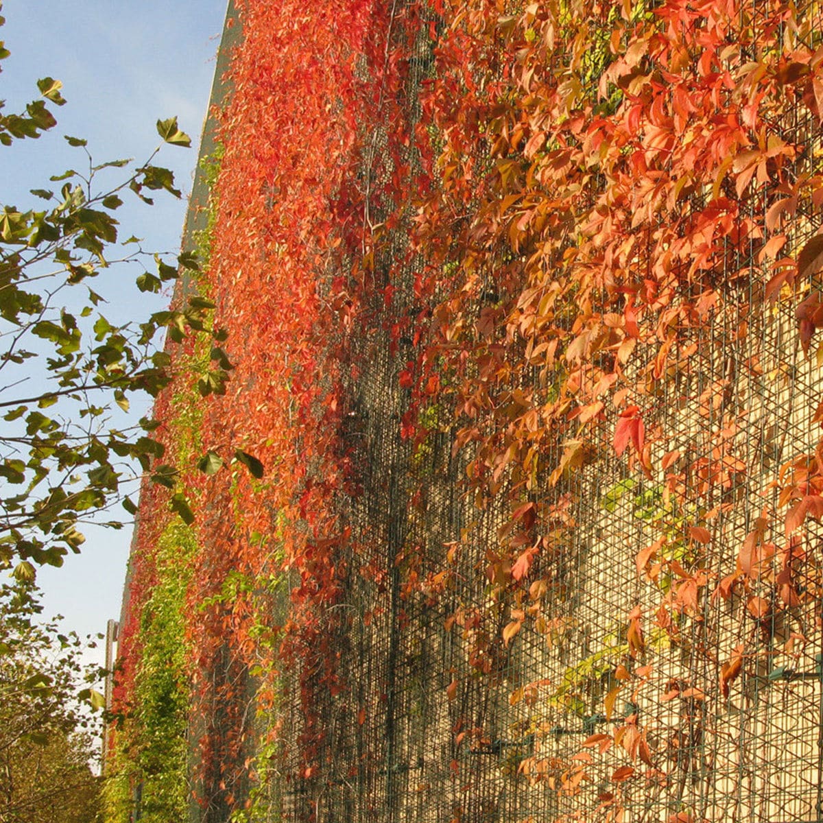 Modular-panel green wall - greenscreen - natural / outdoor