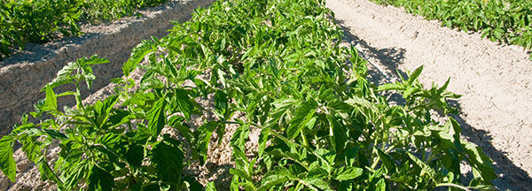 Irrigation hose - D1000 DRIP LINE - Rivulis - plastic / with drip emitter