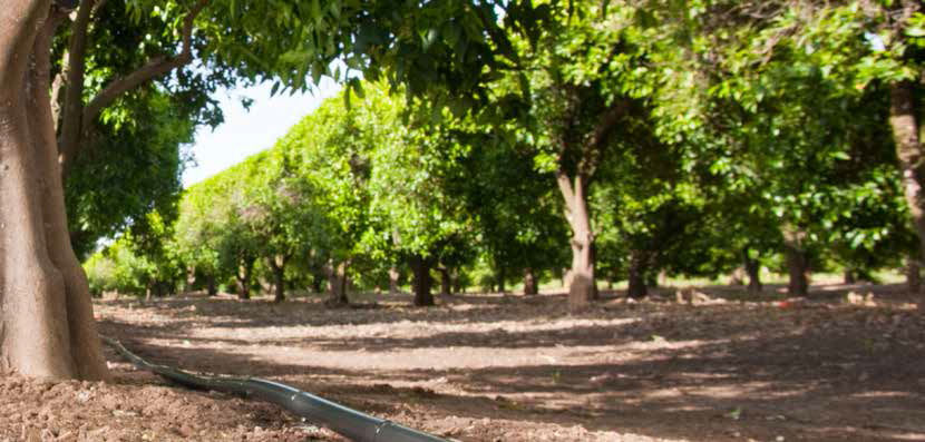 Drip hose - D5000 PC DRIP LINE - Rivulis - plastic / with drip emitter