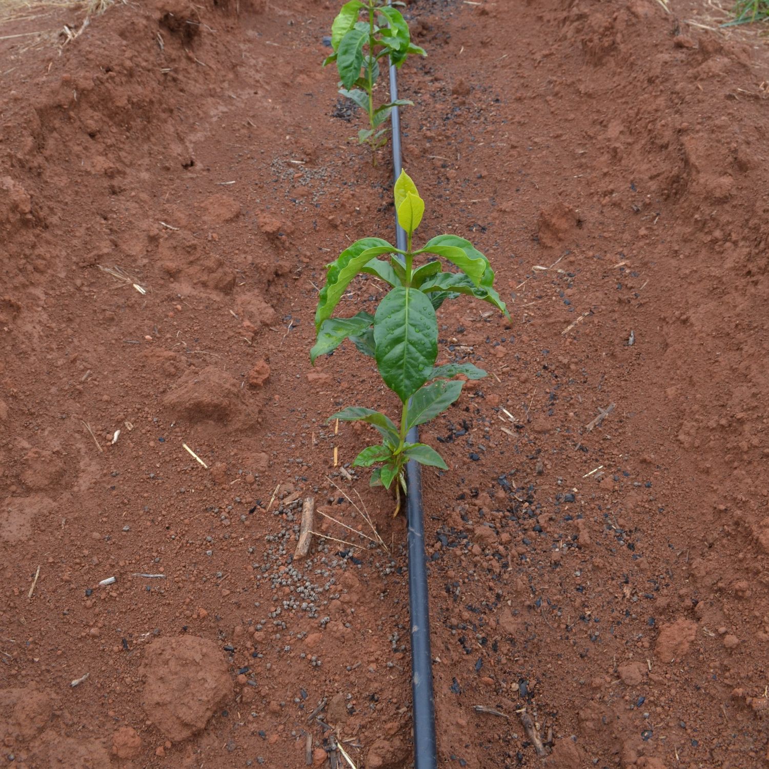 Irrigation hose - PREMIER - AZUD - silicone / with drip emitter / garden