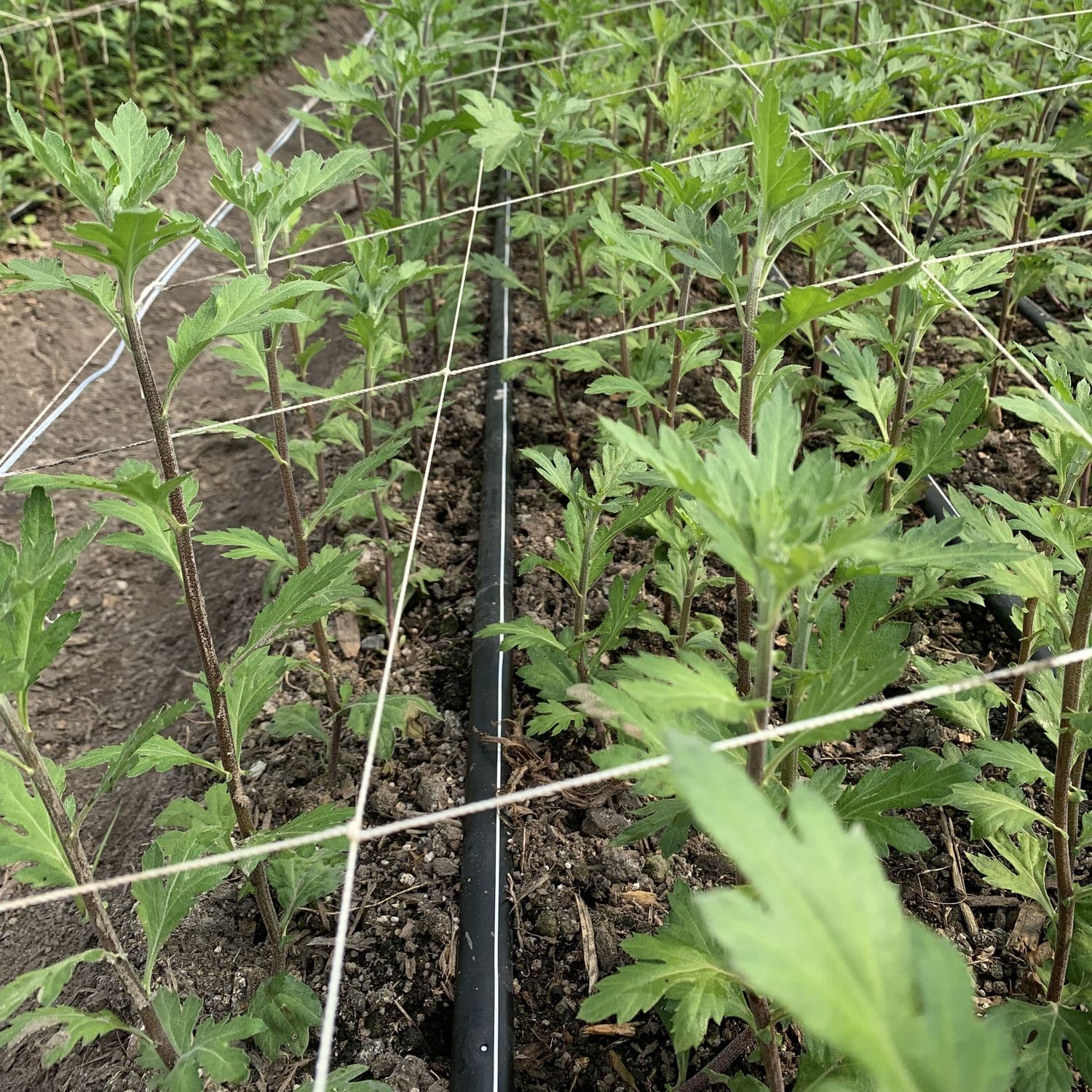 Irrigation hose - PRO - AZUD - silicone / with drip emitter / pressure ...