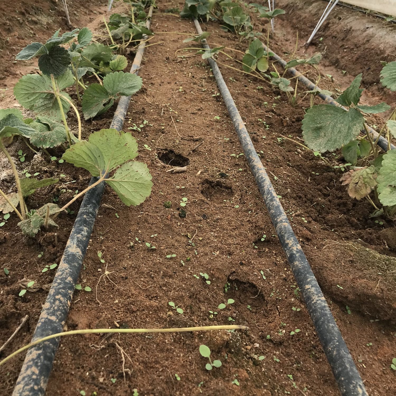 Irrigation hose - SPRINT - AZUD - plastic / with drip emitter