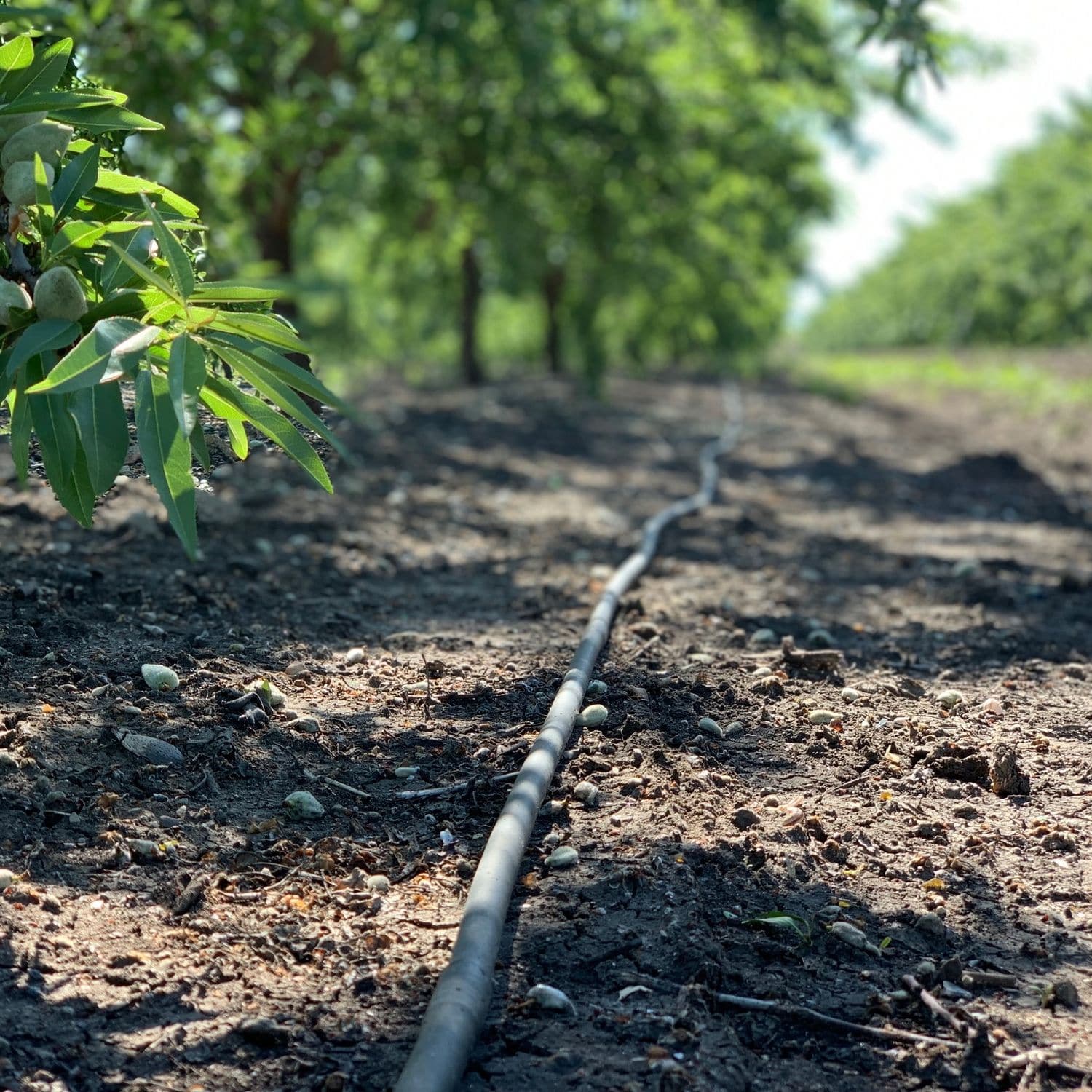 Irrigation hose - 16 - AZUD - plastic / with drip emitter