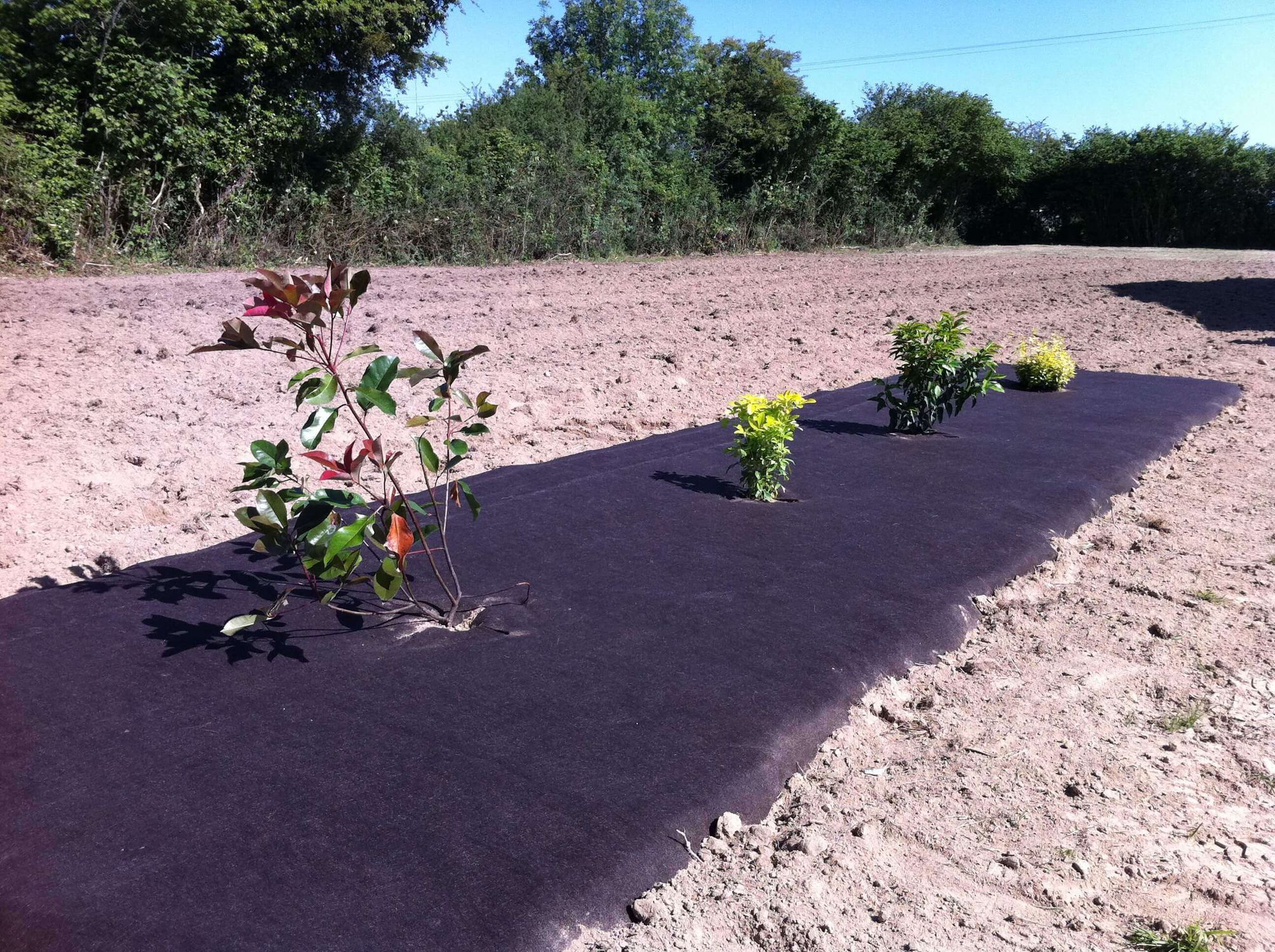 Biodegradable plastic mulch - FP165-105,FP165-210,FP165-315 - TOLTEX