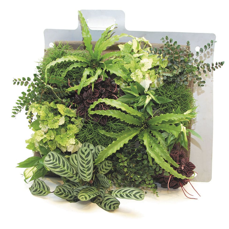 Green wall with live plants - Urbanscape - modular-panel / natural / indoor