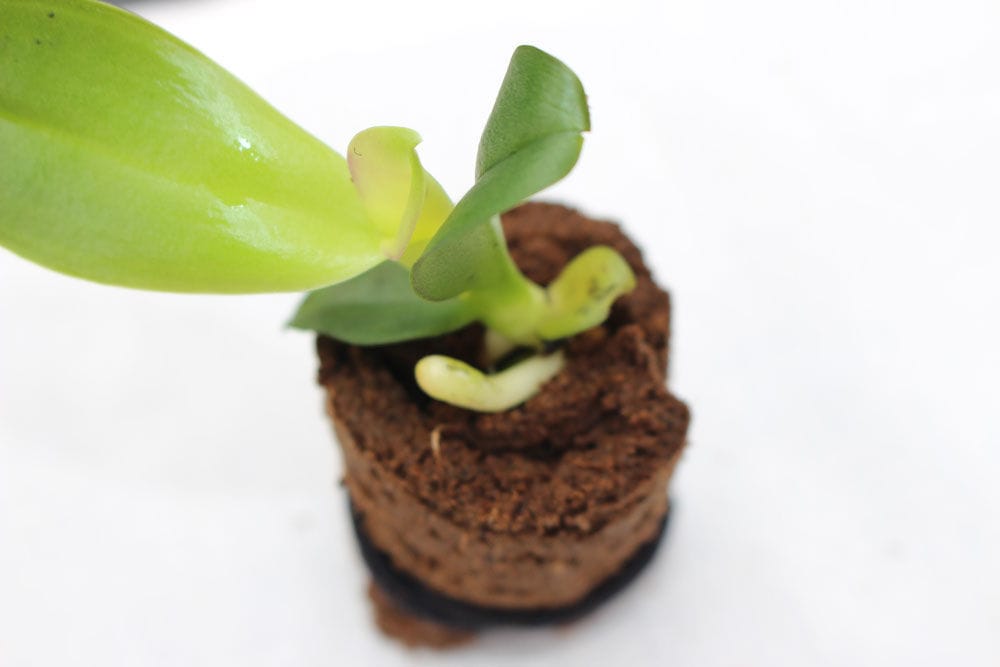 Peat growing medium - ZENPLUG™ - Grow-Tech LLC - plug