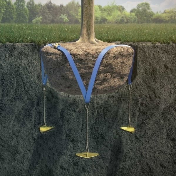 Cable rootball fixing system - Ancrest - with strap / underground