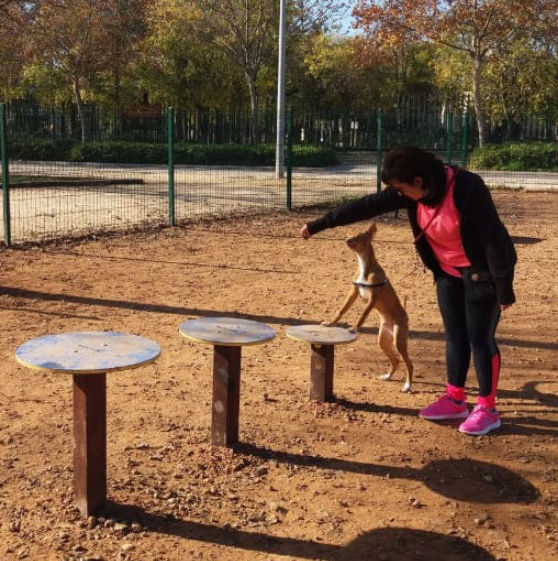 Agility obstacle course - DUAGCP-09 - DEPORTES URBANOS - platform ...