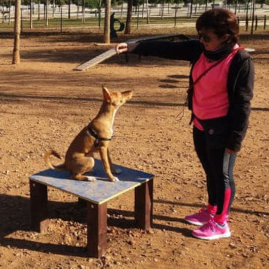 Training agility pause table - DUAGCP-04 - DEPORTES URBANOS - for dogs