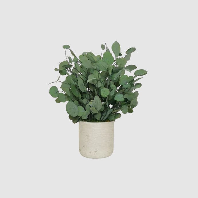 Preserved ornamental plant - POPULUS 30 - naturall green - eucalyptus ...