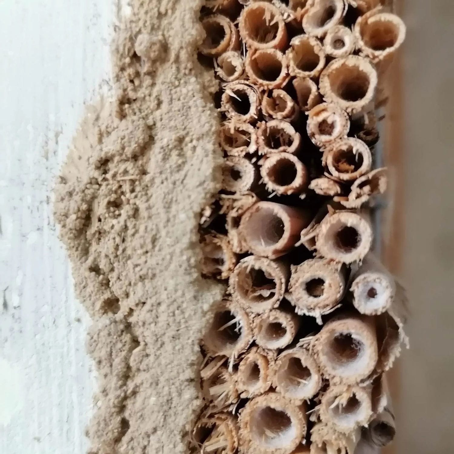 Indoor coating - Terraforma® - Ziegelei Götz - outdoor / plaster / clay