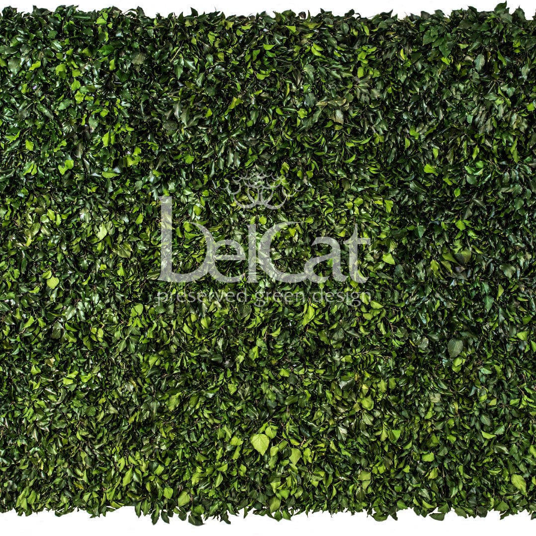 Preserved green wall - HEDERA - Belcat Bt. - custom / natural / foliage