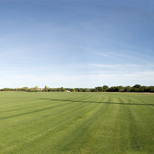 Grass roll - Bermuda ultradwarf Miniverde P18 - Novogreen - for sports ...