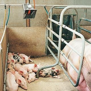 Wall infrared heater - PIGS - SBM - gas / industrial / ceramic