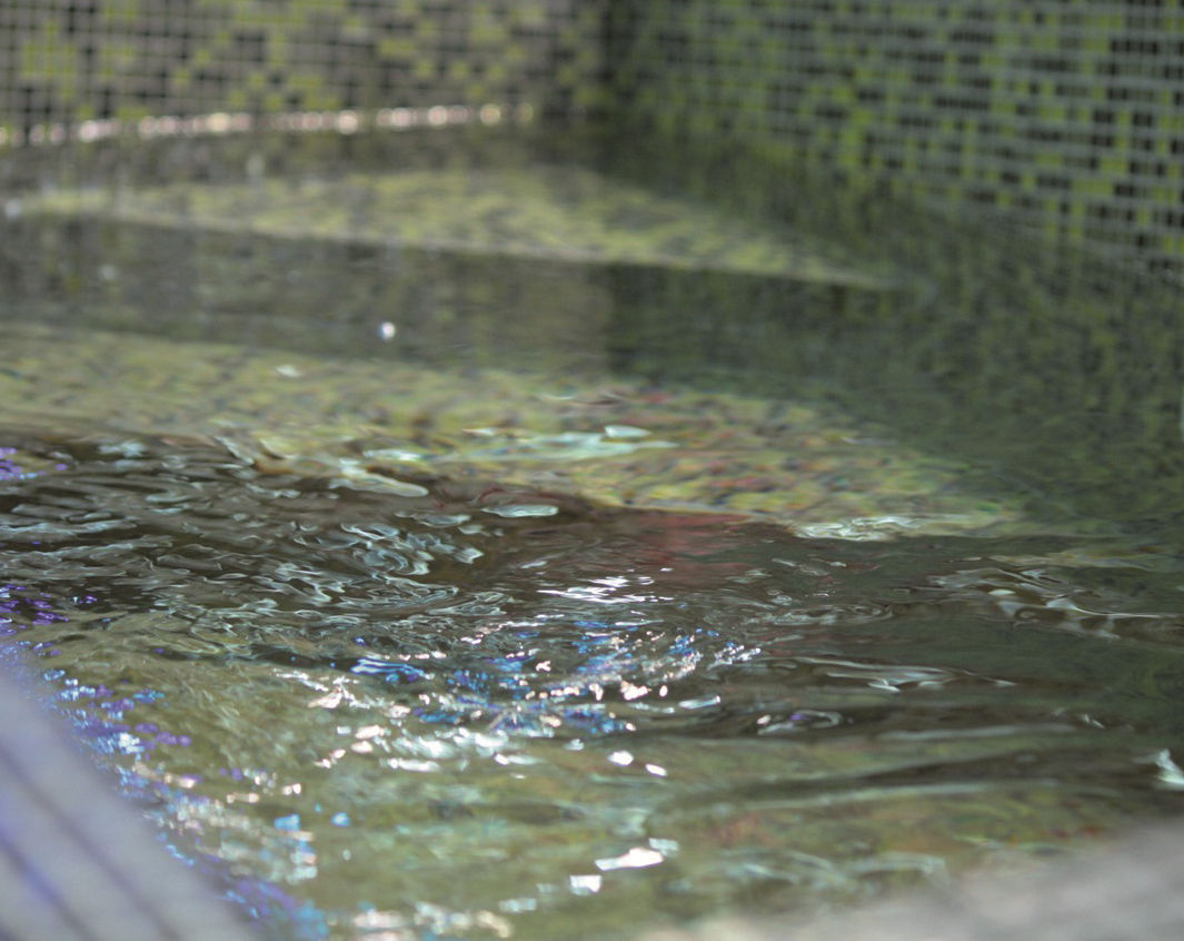 Expanded polystyrene step - RE.PACK Srl - high-resistance