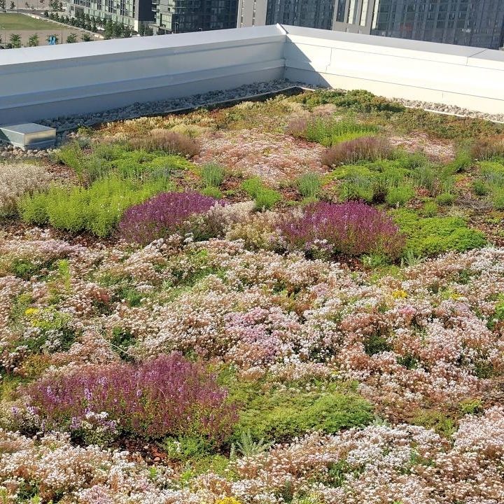 Extensive green roof system - SPONGE CITY - ZinCo GmbH - for flat roof ...