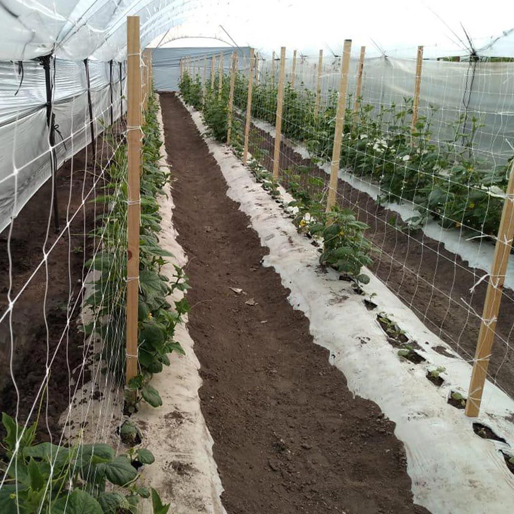 Polypropylene plant support - HORTONOVA - Tenax UK Ltd - trellis / for ...