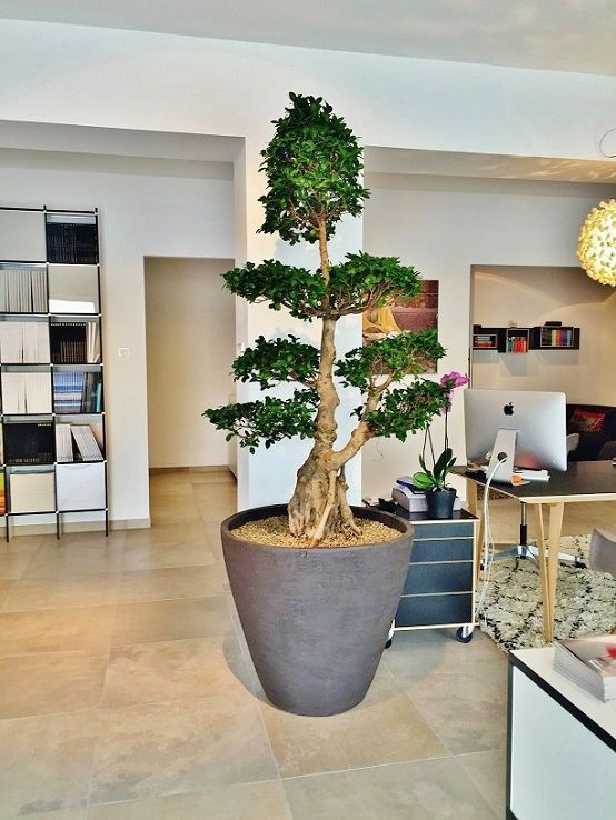 Ficus ornamental plant - MICROCARPA IN ANTHRACITE TUBE - Botanic ...