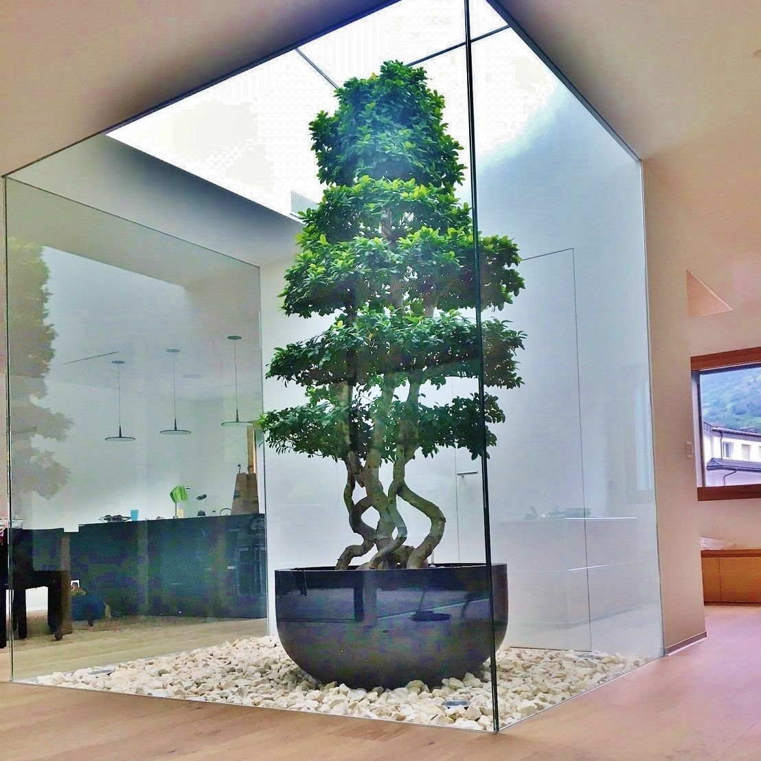 Ficus ornamental plant - MICROCARPA - Botanic International