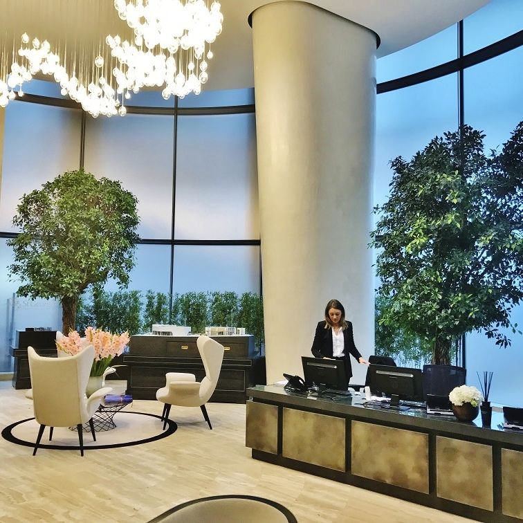 Ficus nitida tree ornamental plant - NITIDA TREES - Botanic ...