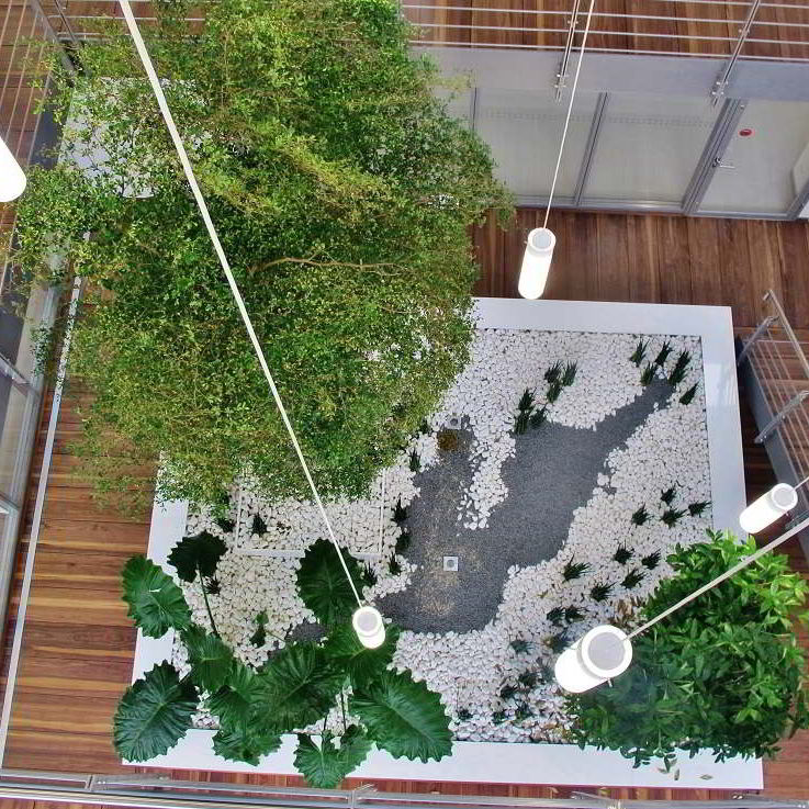 Large ornamental plant - SOLITAIRE TREE - Botanic International - indoor