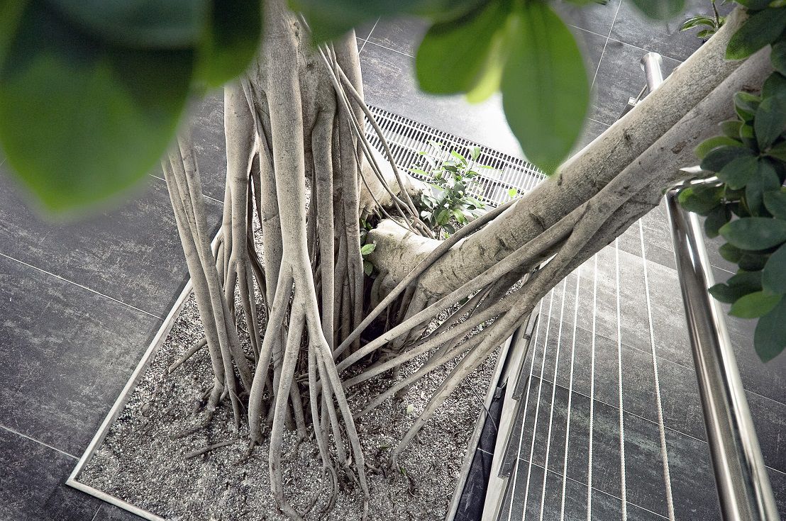 Ficus ornamental plant - MICROCARPA - Botanic International - indoor