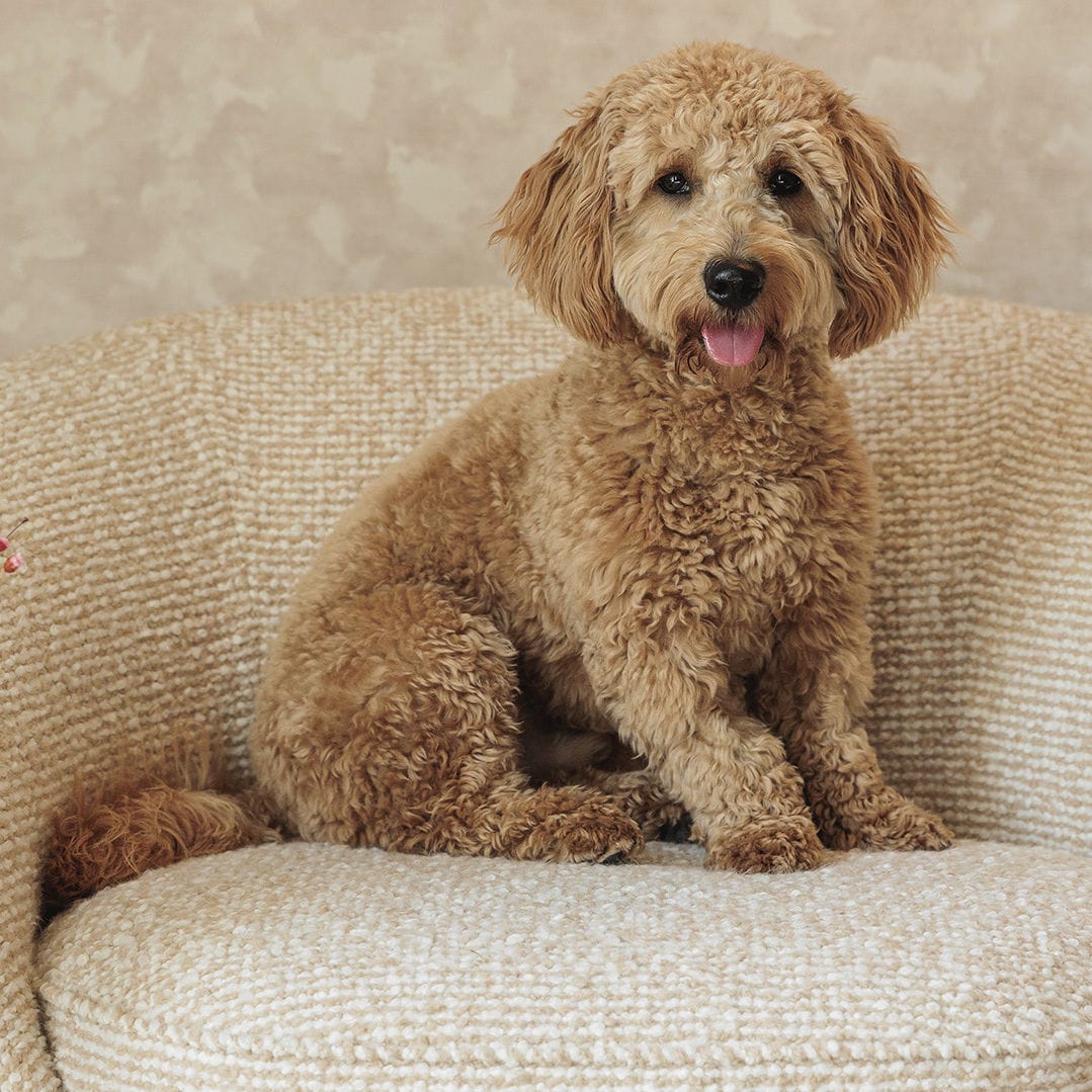 Upholstery fabric - 7305 CHORD - BRENTANO - patterned / polyester / cotton