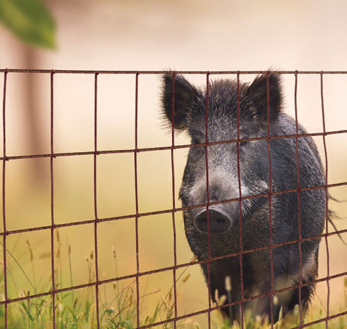 COR-TEN® steel wire mesh - PAN® - Defim Orsogril - for fencing ...