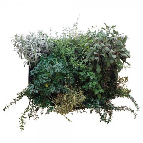 Preserved living frame - FVVV - 710 - 16 - green Habitat - foliage ...