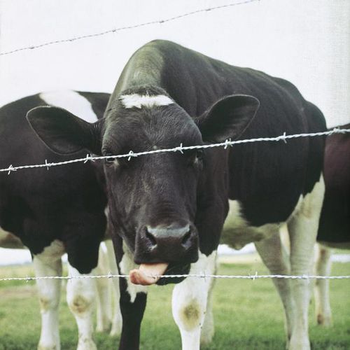 Barbed wire - MOTTO - Betafence International