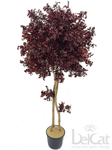 Preserved ornamental plant - CROWN TREE TENUIFOLIUM - Belcat Bt. - for ...