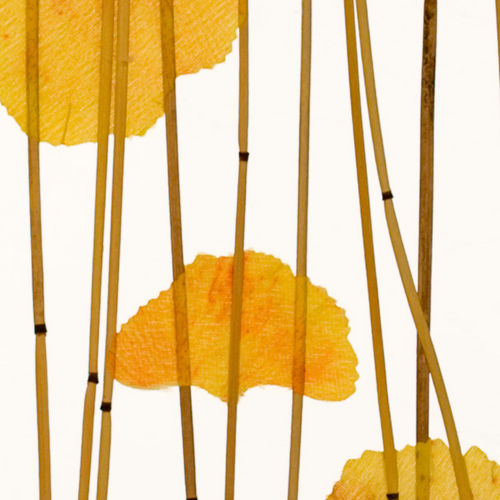 Interior panel - GINKGO REED - Lumicor - resin / smooth / translucent