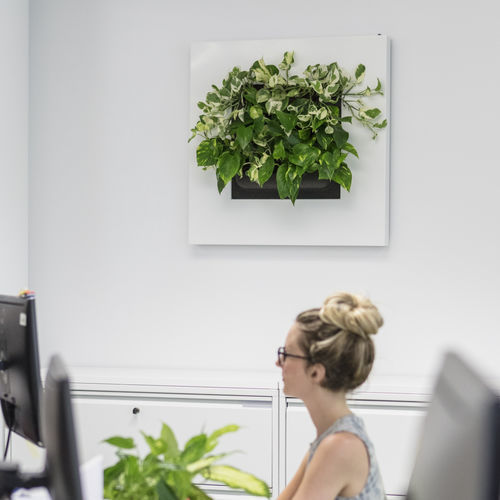 Living frame with live plants - LivePicture - Mobilane - natural / indoor