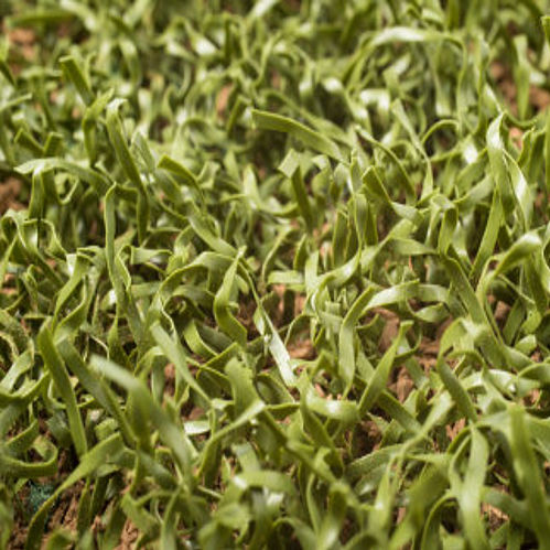 Synthetic grass - LIGAGRASS - Polytan Sportstättenbau GmbH - roll / for ...