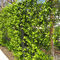 Modular-panel green wall - greenscreen - natural / outdoor