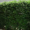 Modular-panel green wall - greenscreen - natural / outdoor