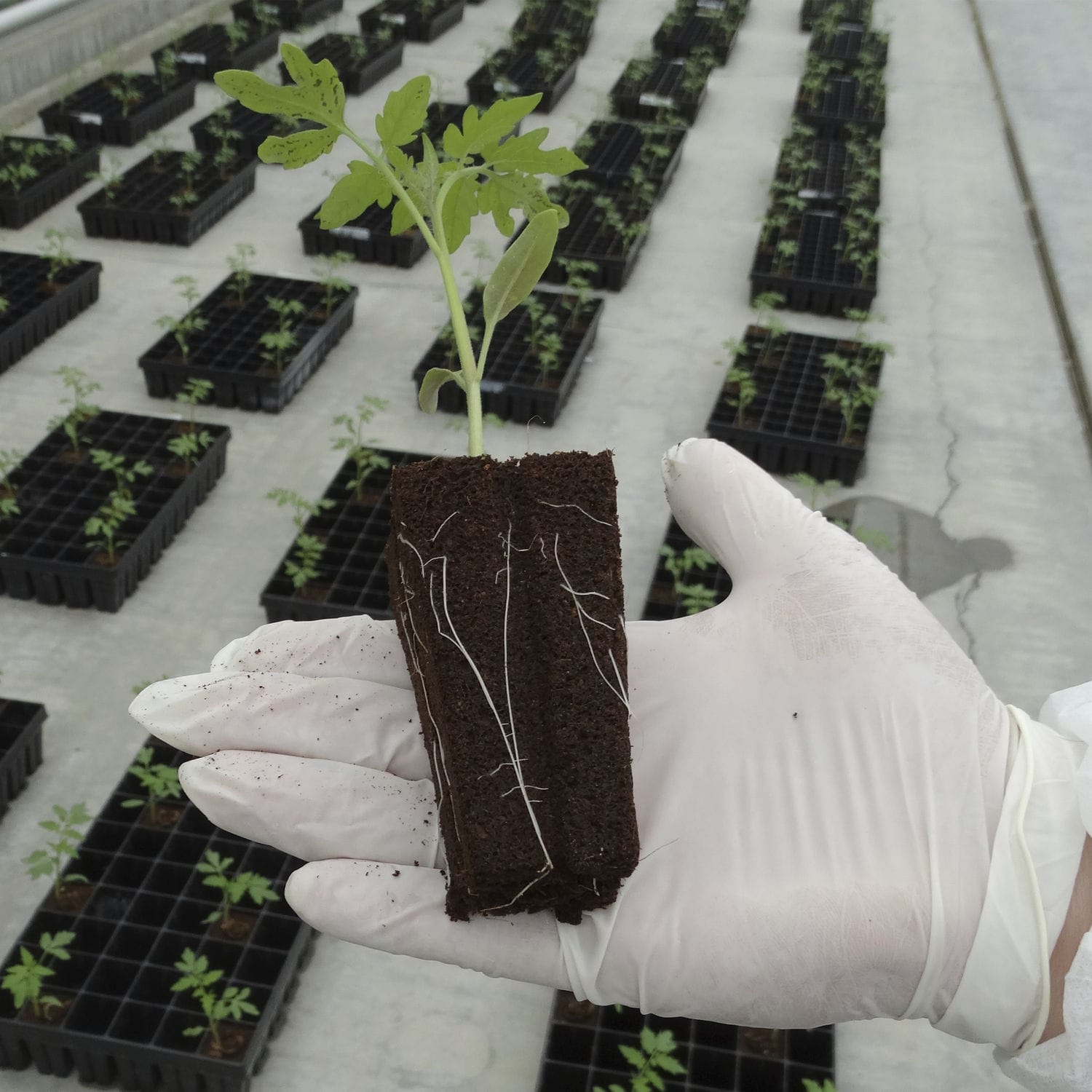 Substrato de cultivo turfa - PREGRO - JIFFY - a granel / em saco